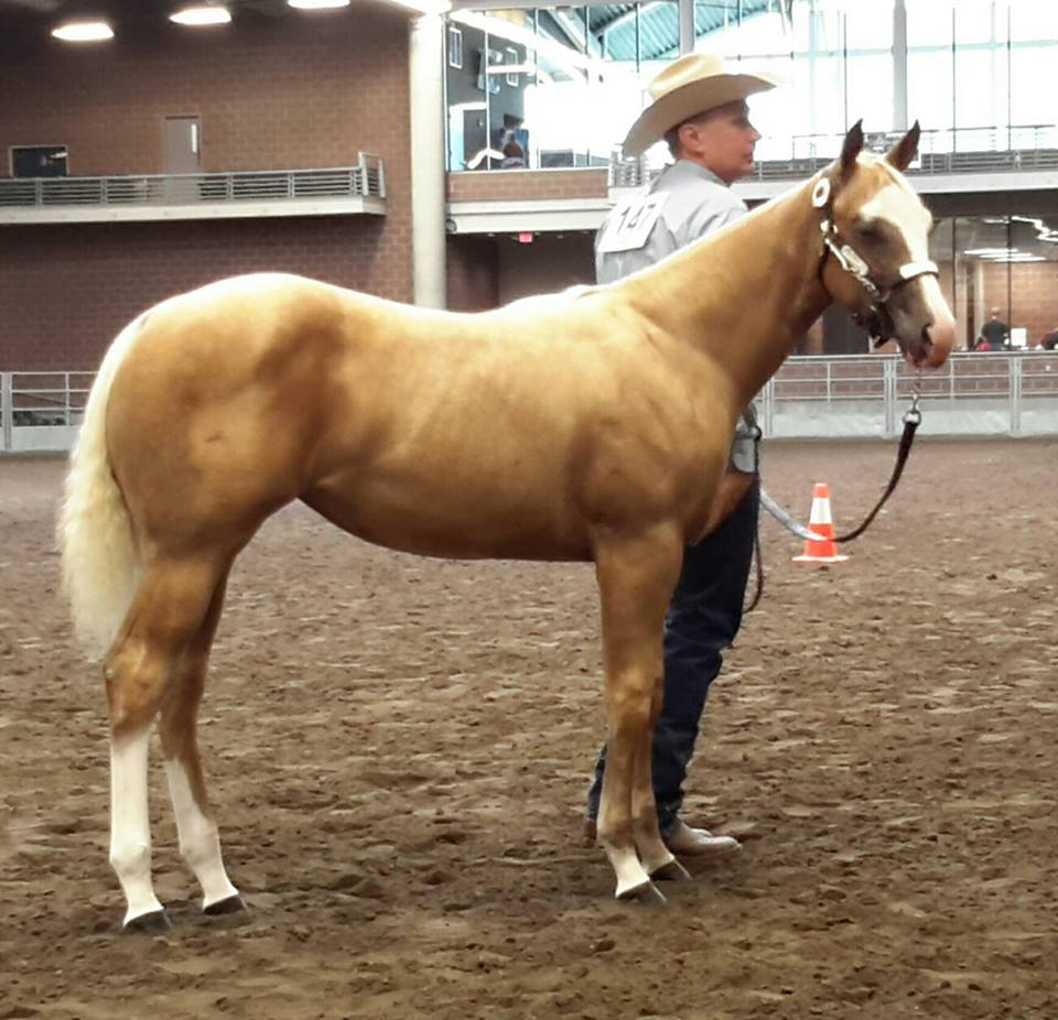 2018 Filly Get and Show - Tegtmeier Paints & Quarter Horses